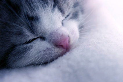 Cattery Namaskar - Sagrados de Birmania: Síndrome del gatito débil ...