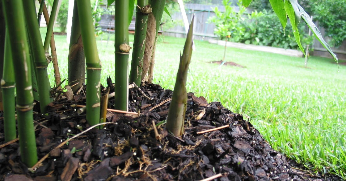 Inspirations Just For You: The Bamboo Grows, So is Your Faith in Christ