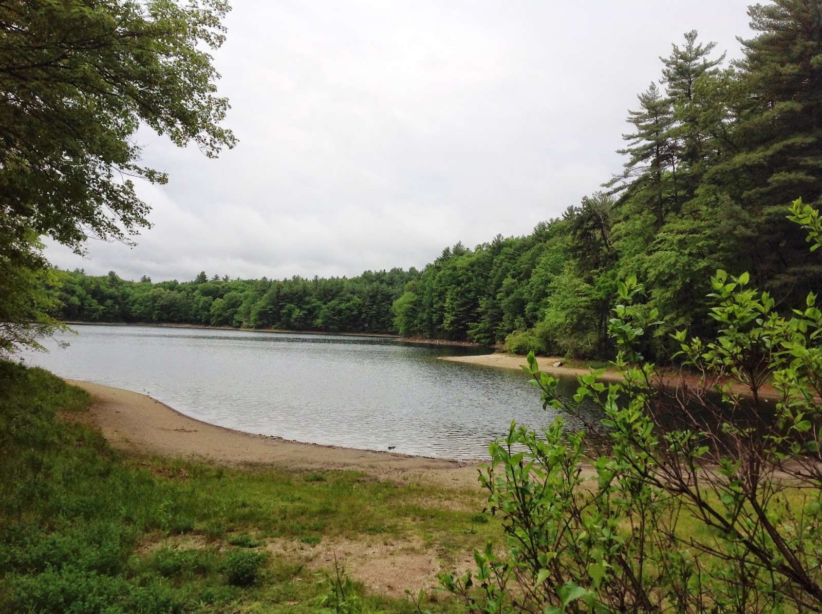 Life From The Roots: I learned to Swim at Walden Pond Before Thoreau ...