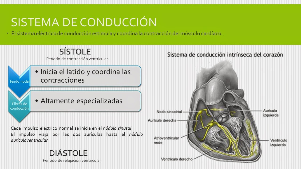 Blog de Evidencias de Fisiología Médica: CONDUCCIÓN CARDIACA