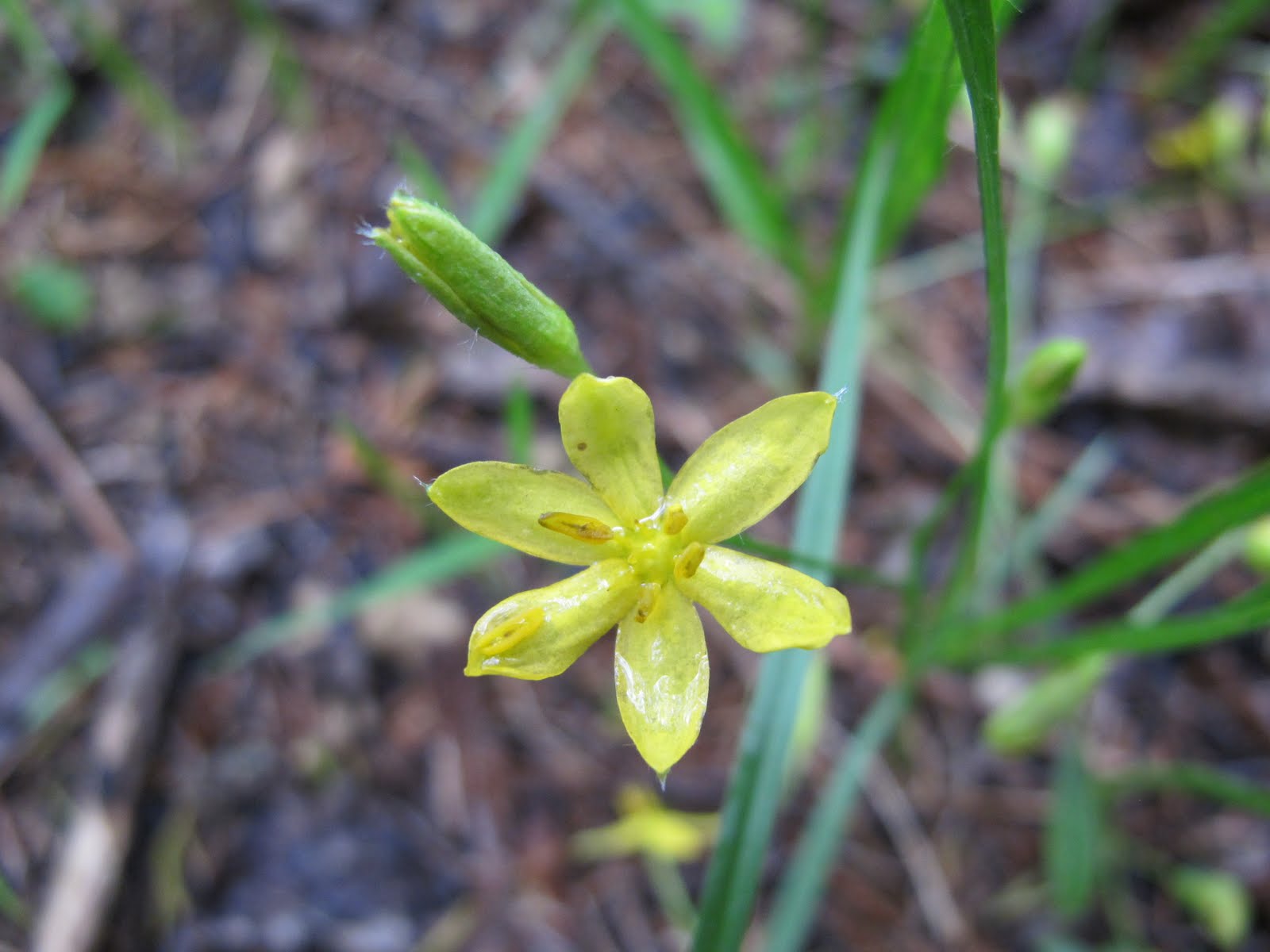 Blue Jay Barrens: Yellow Stargrass