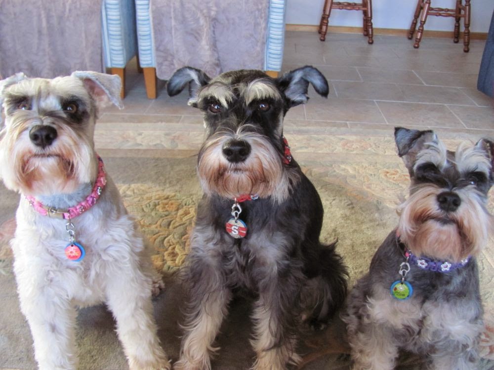 Rubie a Miniature Schnauzer: A Traumatic Friday ..... in amongst a FUN ...