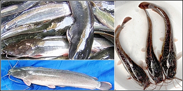 Jenis-Jenis Budidaya Ikan Lele Di Indonesia (Lokal,Dumbo,Sangkuriang ...