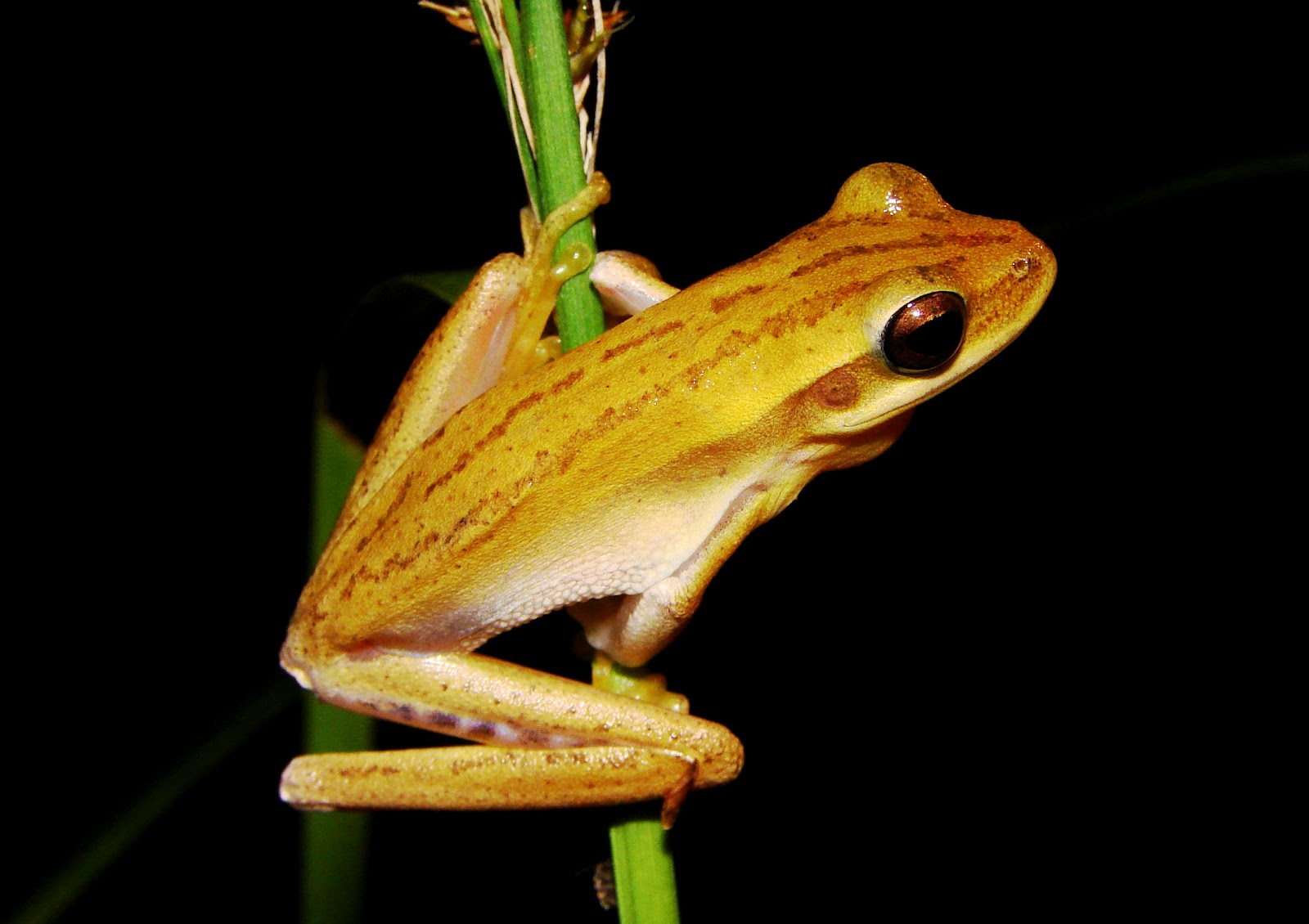 Herpetozona: Fichas de Anfibios