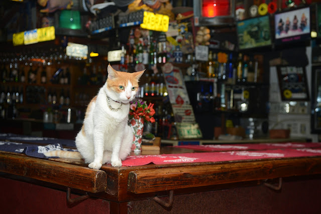 Small Animal Talk: The shocking truth about cats and sex