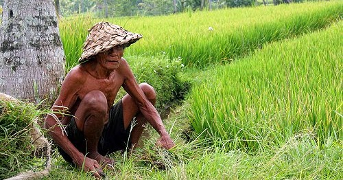 .: Siapa yang Peduli dengan Nasib Petani Kita