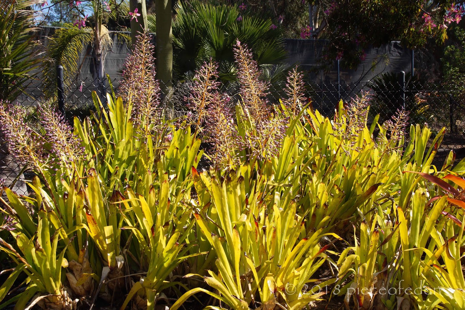 A Visit To Bird Rock Tropicals