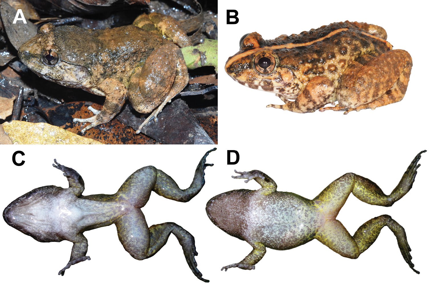Species New to Science: [Herpetology • 2019] Limnonectes savan • A New ...