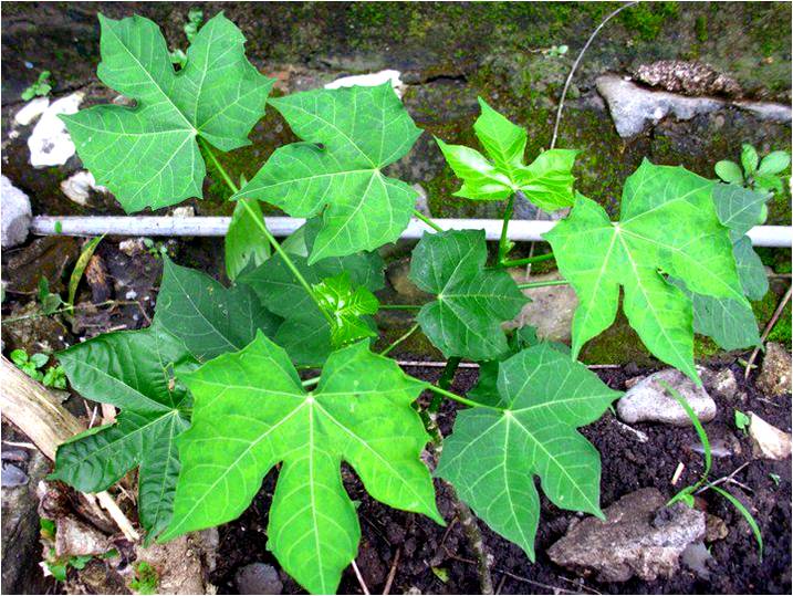 Turismo Yucatan: LA CHAYA