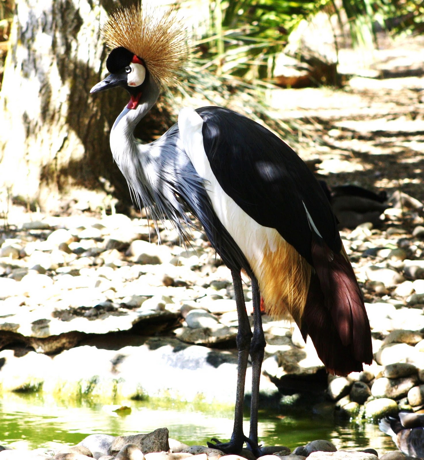 TERRA DAS AVES: Grou-coroado-oriental (Balearica regulorum)