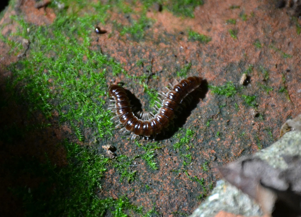 Woods Walks and Wildlife: July 2011