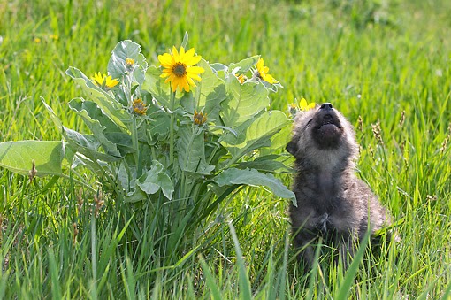 White Wolf : 15 Photos Of Adorable Howling Wolf Pups Will Make Your Day