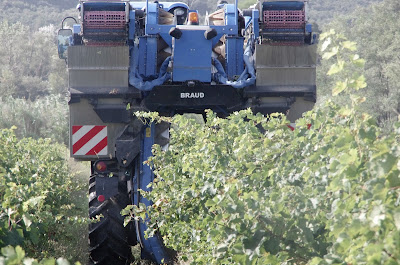 Le blog du Frigoulas: La récolte des Merlot