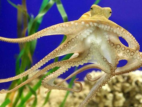 Curiosidade Animal: polvo