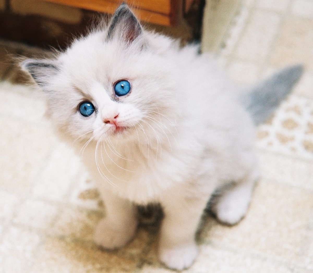 Cute Kittens | HD Wallpapers (High Definition) | Free Background
