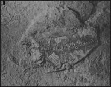 Avibert: Información de Campo Origen y formación del Petróleo