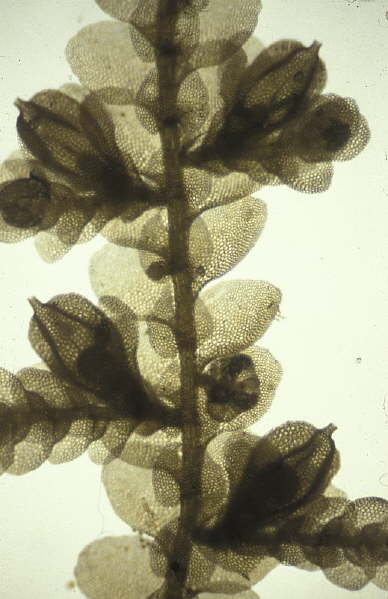 Flora de Puerto Rico Ilustrada Papo Vives: HEPÁTICA LOBADAS LEUJENEACEA ...