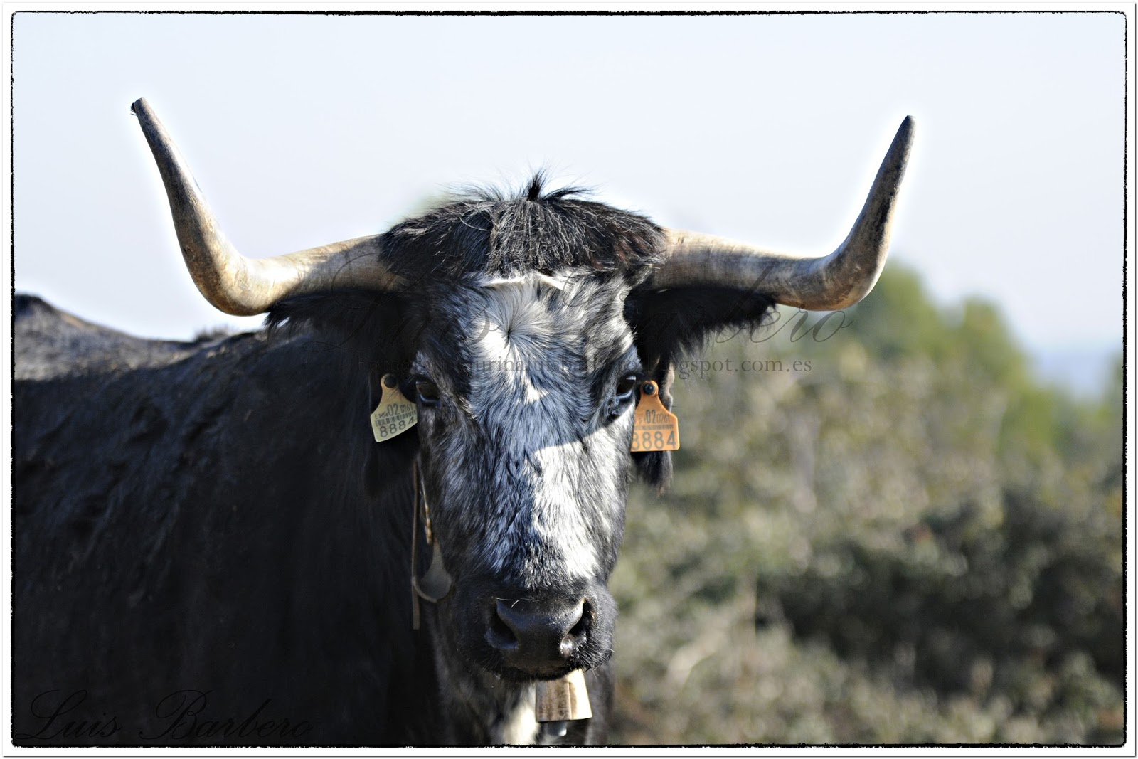 Ganadería Hnos Maylín. La vacada madre 1ª parte. Luna (Zaragoza ...