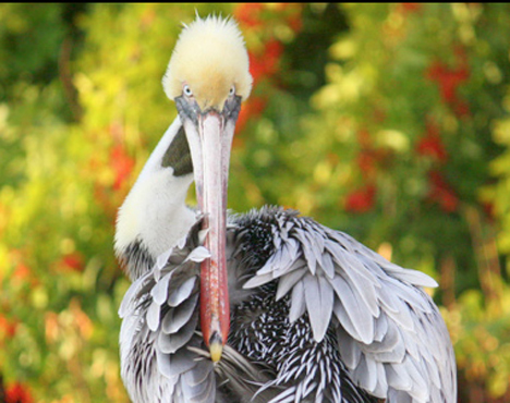 chippep: MORE MARVELOUS ANIMAL PHOTOS