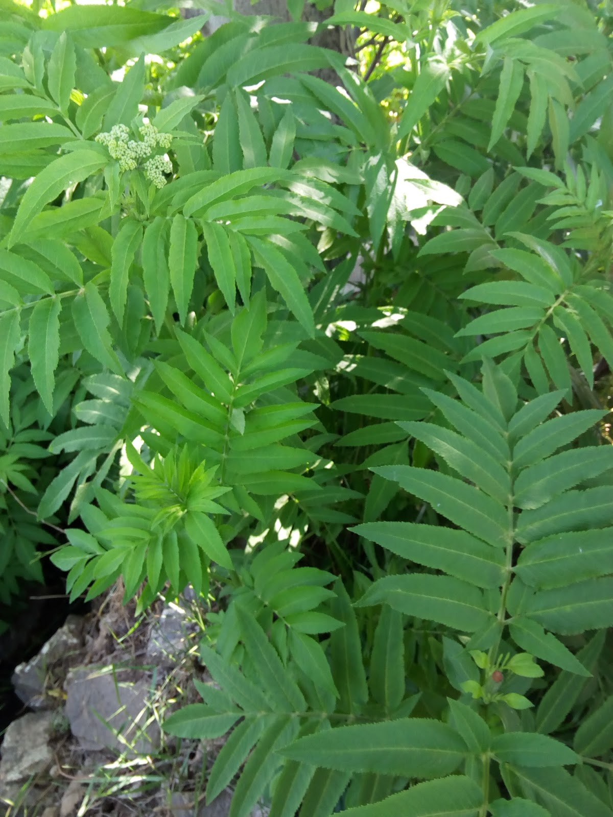 Los olores, colores y sonidos de la naturaleza (GR-262)