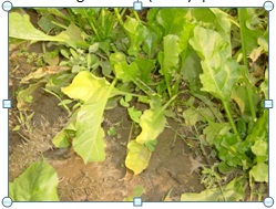 Soil science practical task 4: Nutrient Deficiency Symptoms