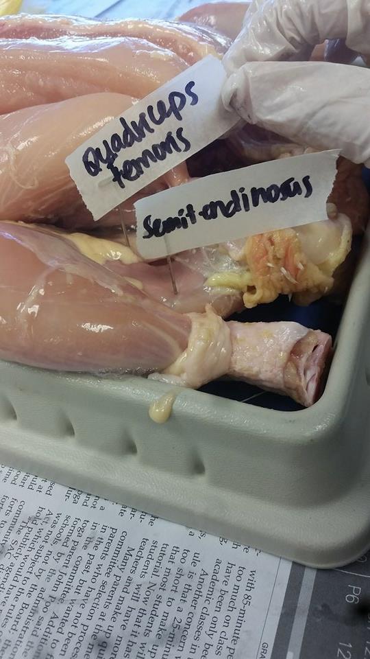 Kanika Anatomy and Physiology: Chicken Dissection Lab Report
