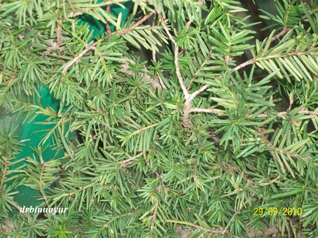 Ayurveda - Way to healthy life: Talisa patra- Abies webbiana