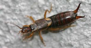 PENGENALAN SPESIMEN SERANGGA HAMA ORDO ODONATA, DERMAPTERA, ISOPTERA ...