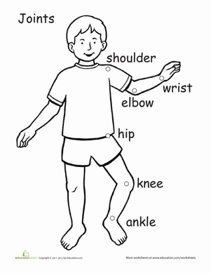 Seneca School - Year 1-2 - Science / English: NS - The human body - Joints