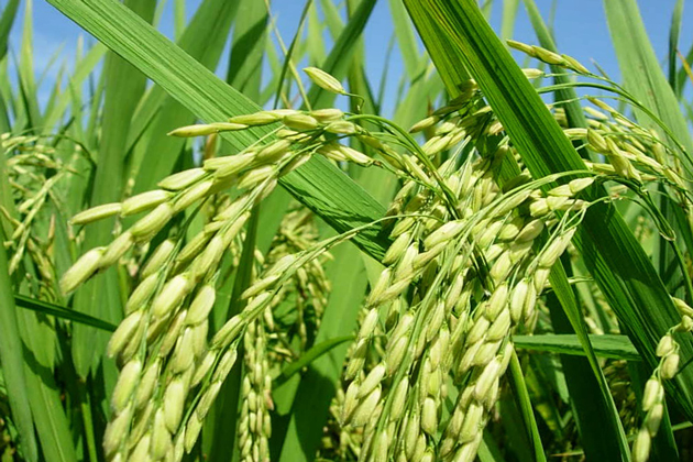 Mengenal 3 Jenis Padi Yang Dibudidayakan Di Indonesia - Jual Karung ...