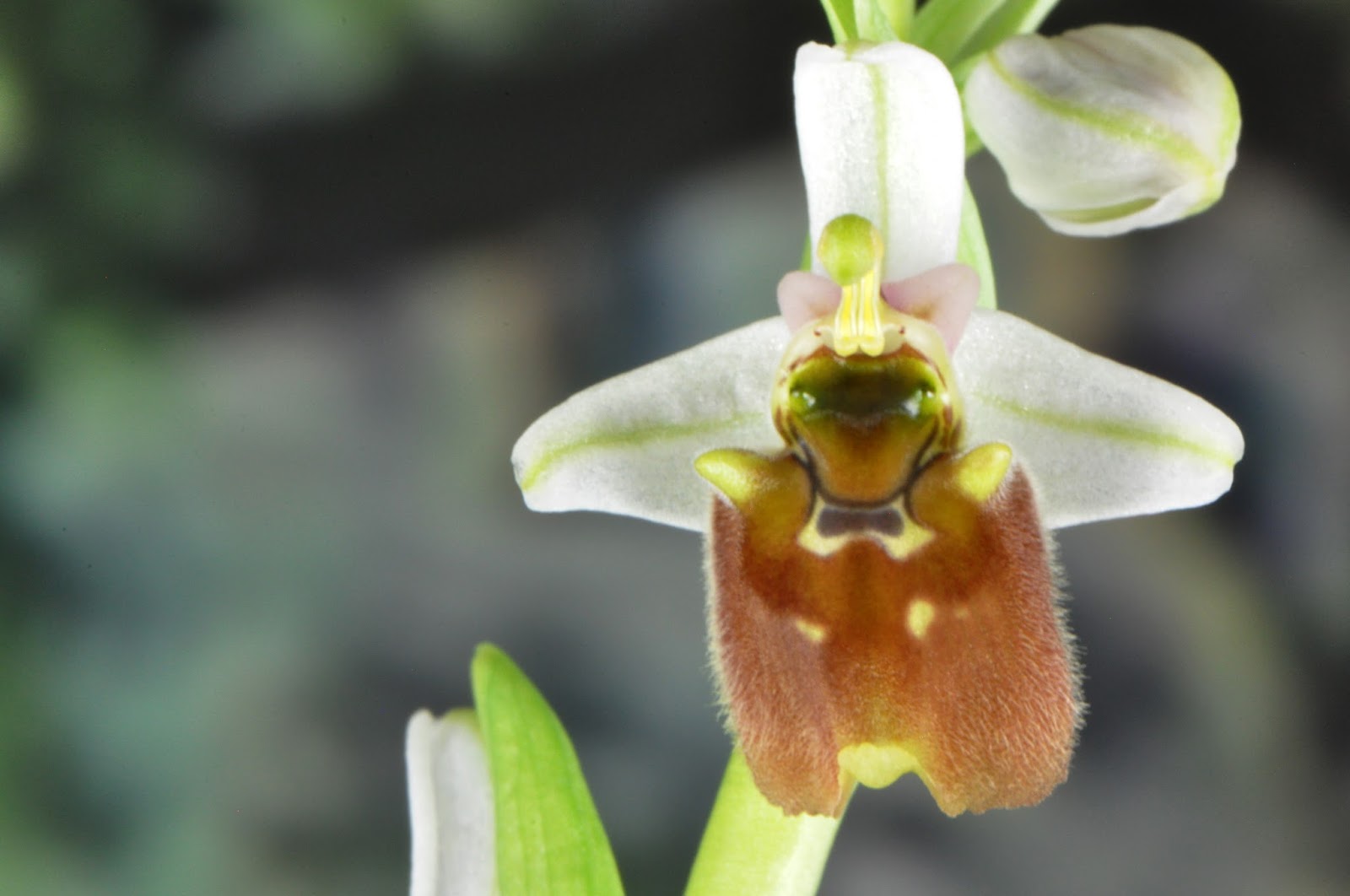 Ophrys i orchis w fotografi.: Ophrys levantina