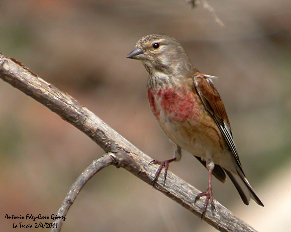 La Naturaleza: Los Fringílidos