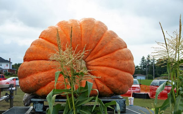 World's Biggest Giant Vegetables | Zabavnik