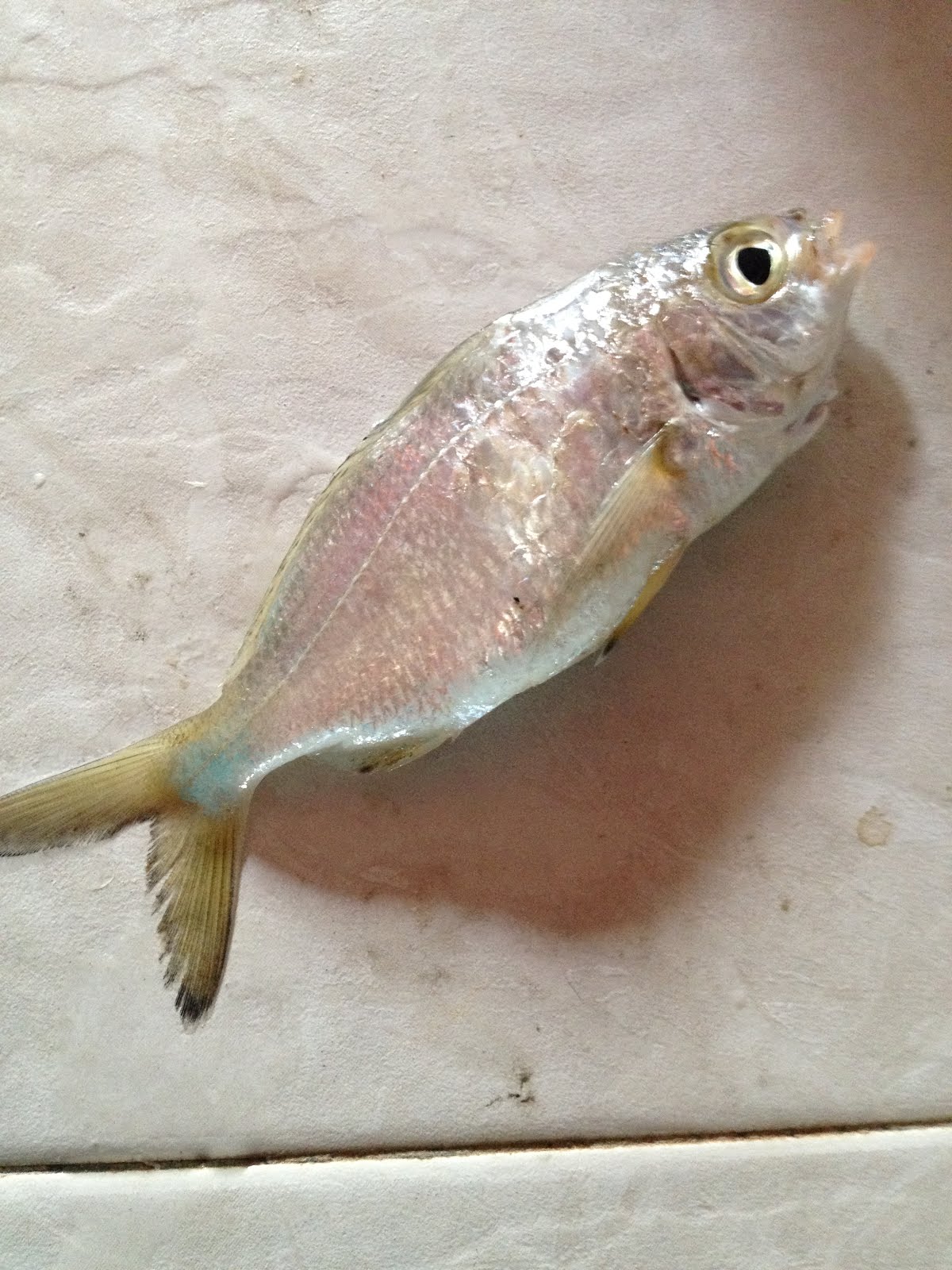 My Journey in Life: Memukat di pantai Putatan