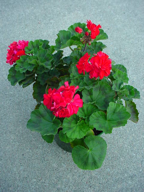 Canadian Geraniums