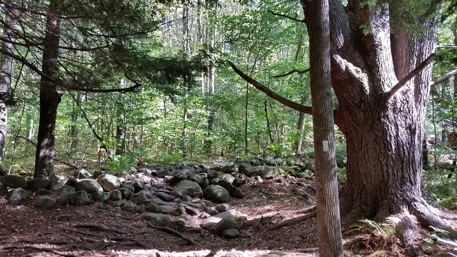 Along the NET-Cohos: NH M-M Sections 20b-21 Little Monadnock & Gap Mountain