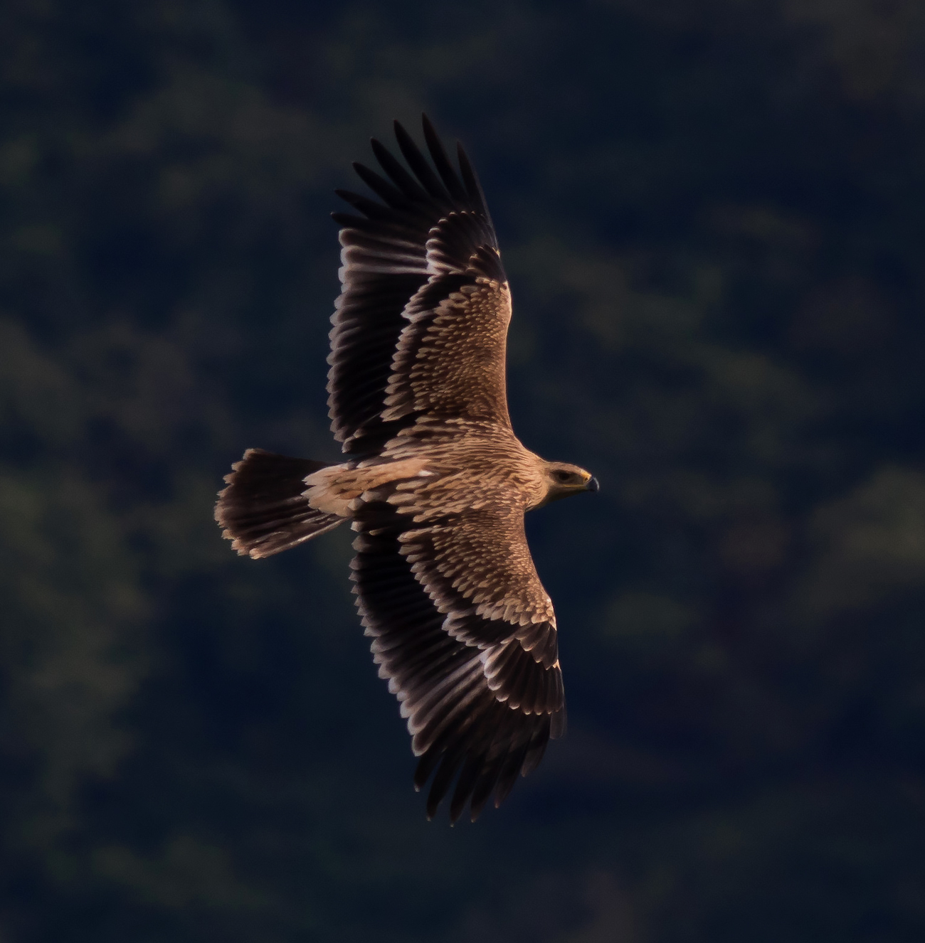 Wright's Wanderings: Eastern Imperial Eagle