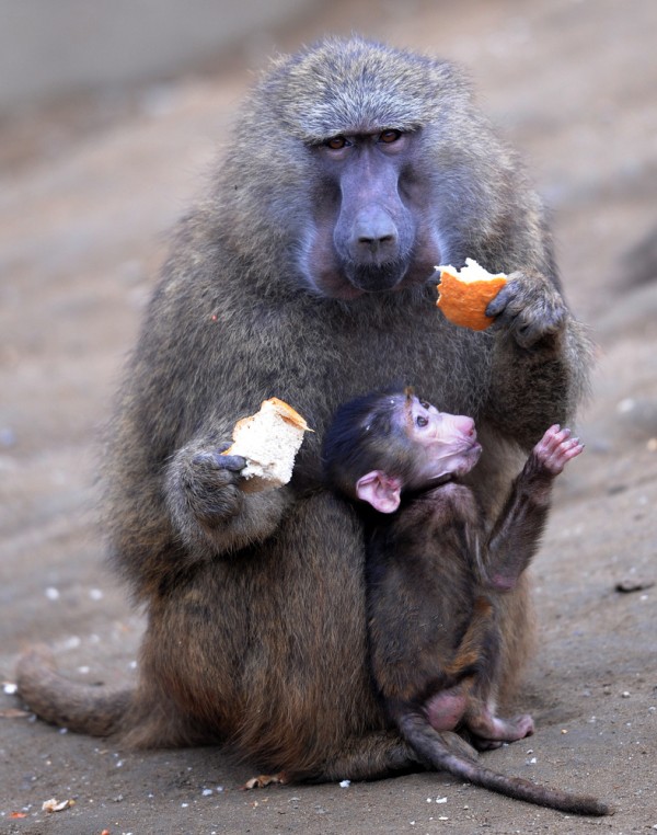 Beautiful World : Parental Care in the Animal Kingdom (20 photos)