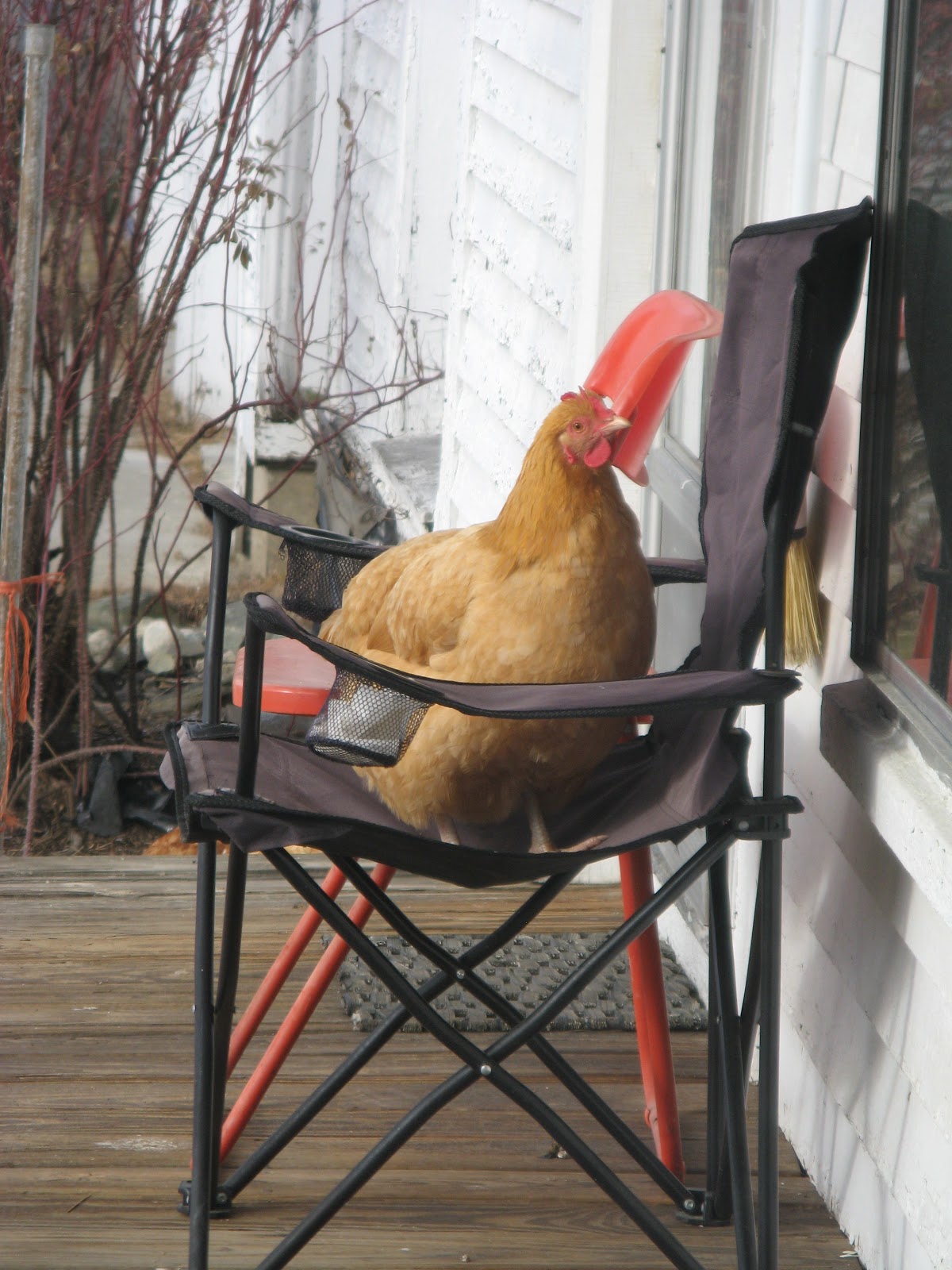 Animal Instinct: Chair Chicken