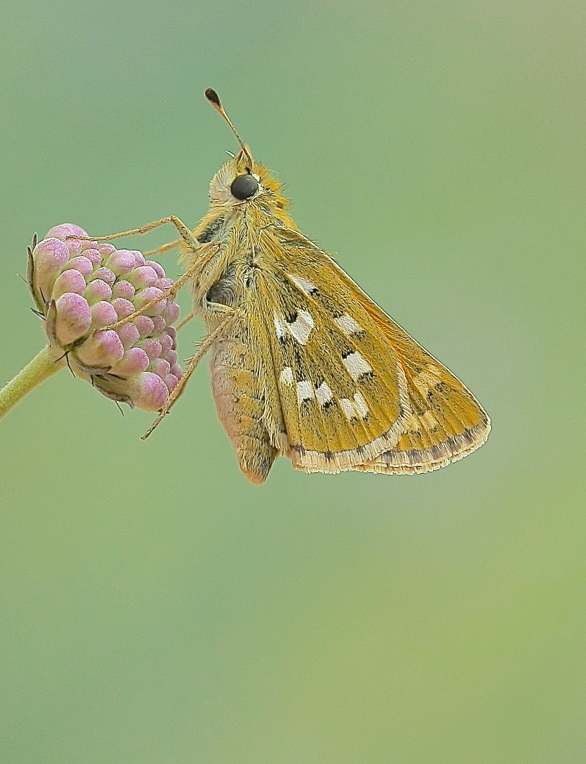 Butterflies of the UK. an insight into their lives: Silver-spotted Skipper