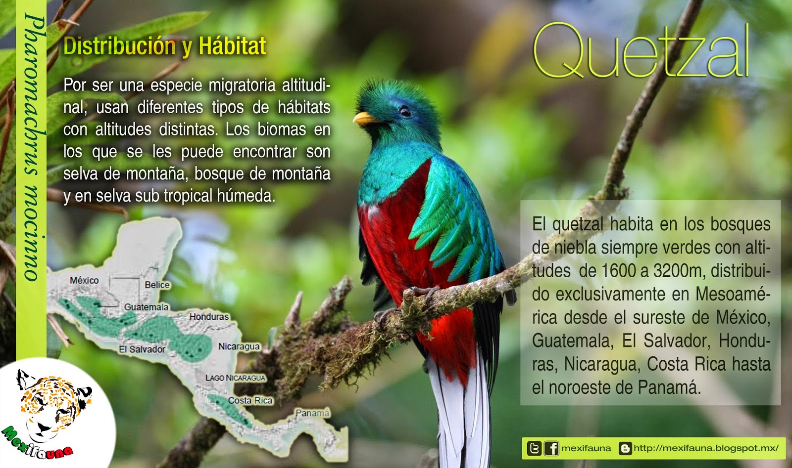 MEXIFAUNA: Quetzal (Pharomachrus mocinno)