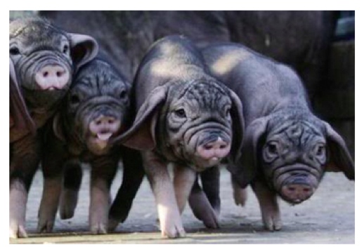 Fourteen Heritage Pig Breeds | Big Picture Agriculture