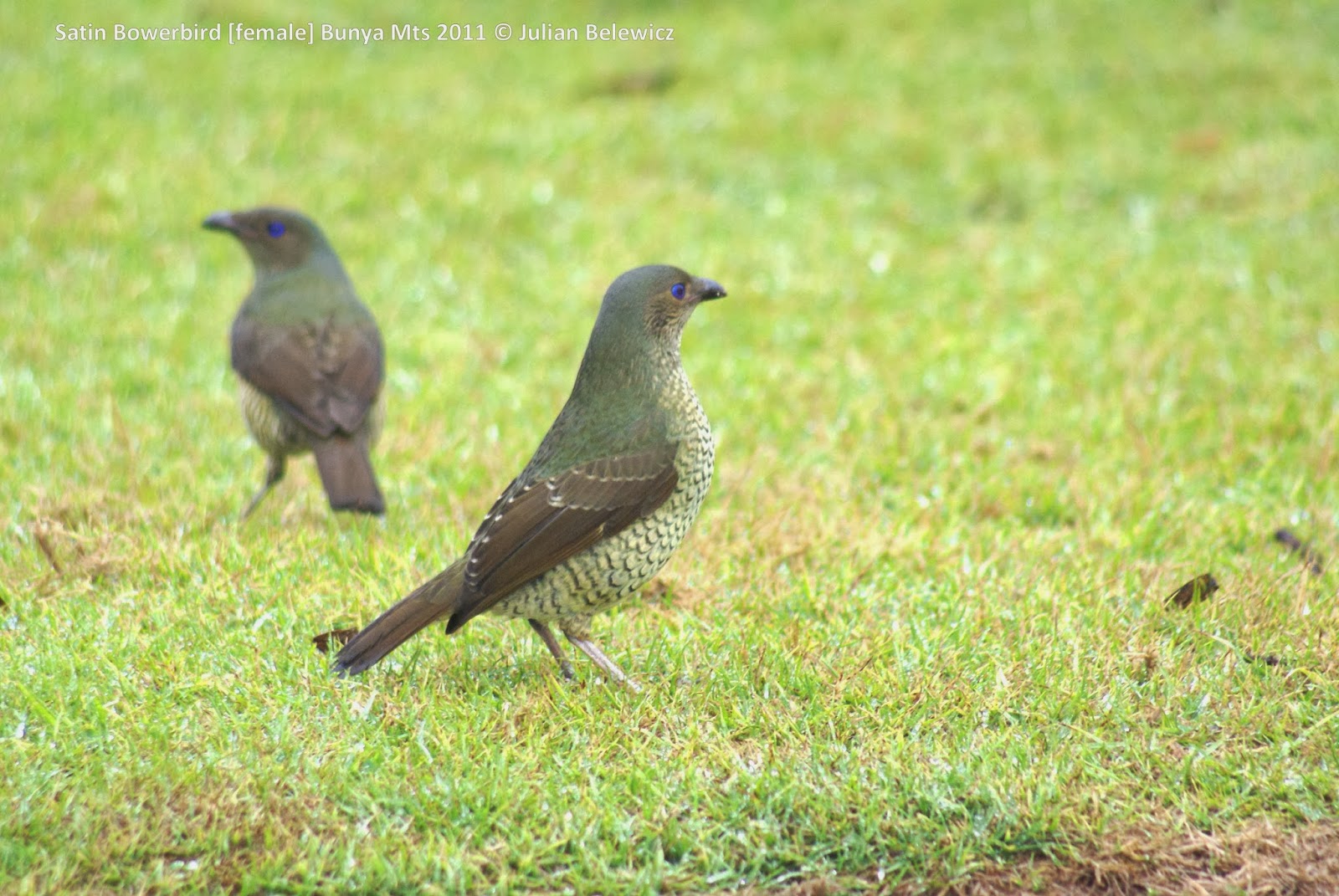BIRDING BEYOND the PALE