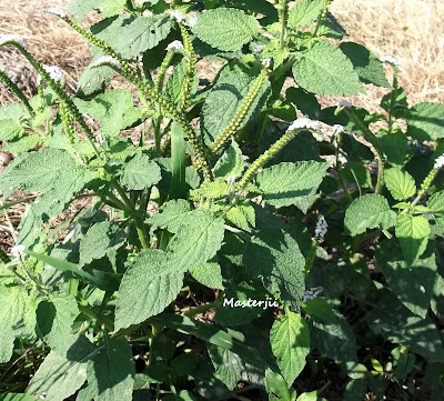 PELITA KABAD: RUMPAI DAUN LEBAR (Sambungan)