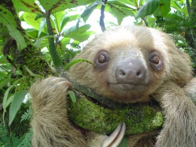 Los perezosos. ~ Curiosidades y Mas