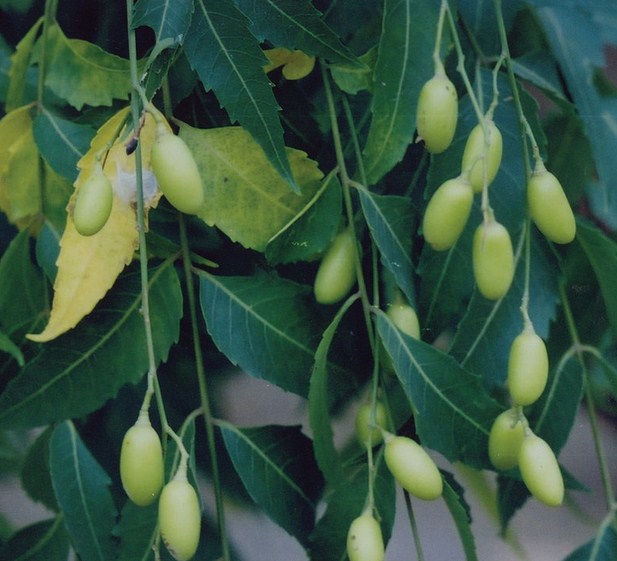 Tumbuhan Obat Mimba dan khasiatnya dalam Pengobatan Jerawat