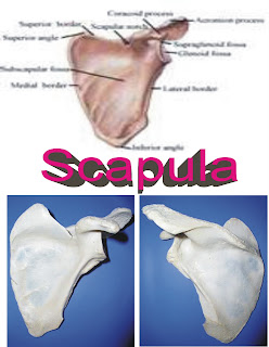 Reproductive Health and Fetal: scapula