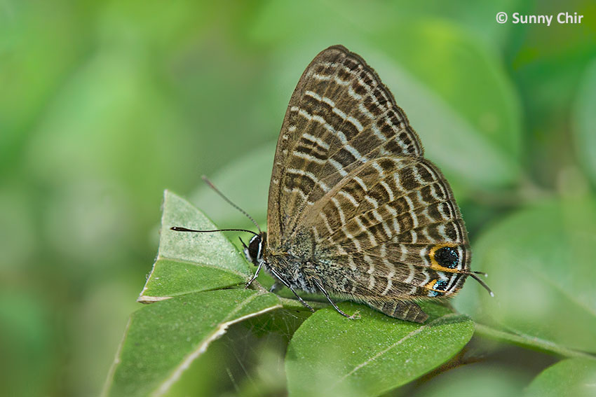 Butterflies of Singapore: Two Lycaenidae to Make it 322!