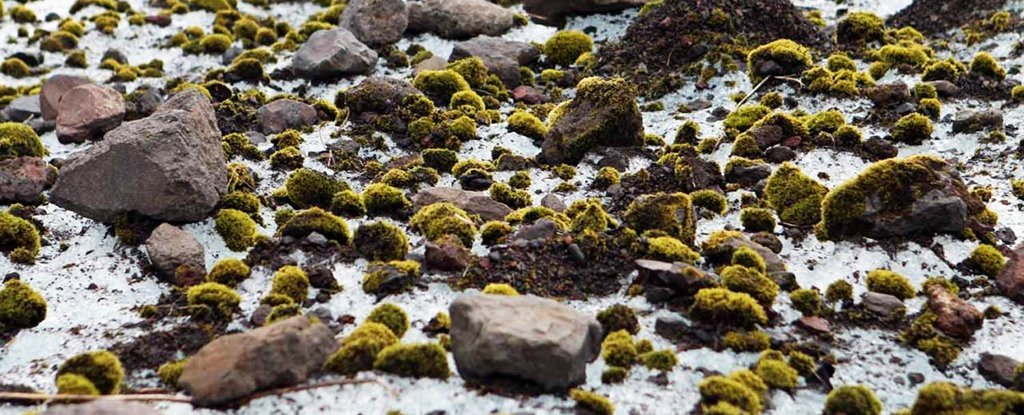 The birth of Modern Man: These Cute Fuzzy Green Moss 'Mice' Are Herding ...