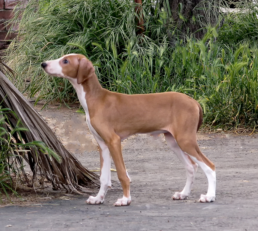 View topic - Create A Kennel [ — V.2 ] - Chicken Smoothie